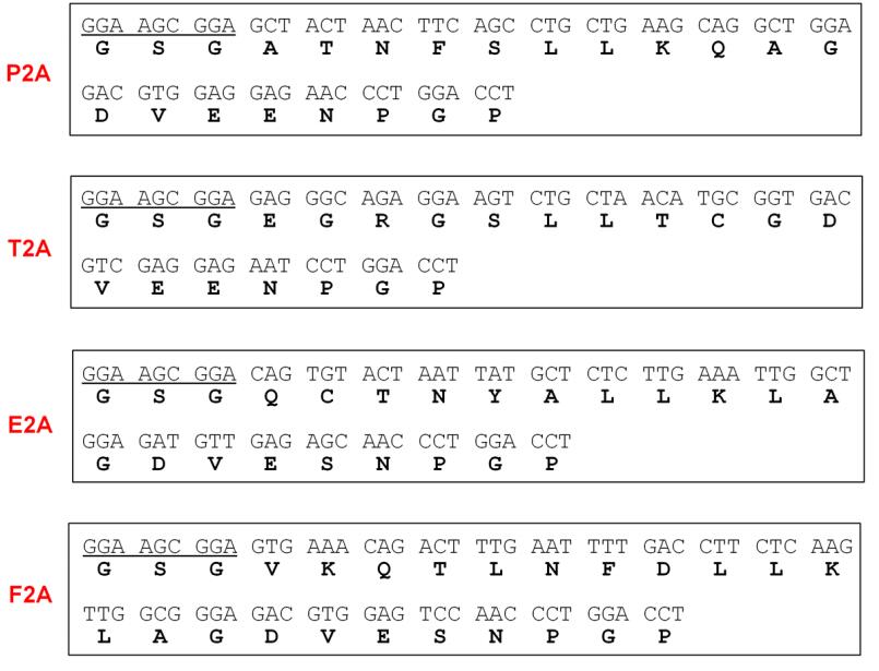 2A肽在蛋白表达中的应用和序列 | OUQ技术分享