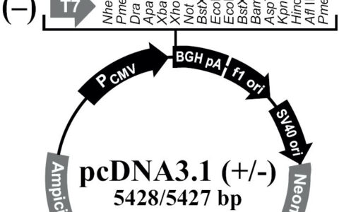copGFP Fluorescent Protein-copGFP荧光蛋白介绍 | OUQ.NET