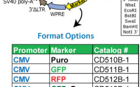 pCDH-CMV-MCS-EF1-copGFP-T2A-Puro | OUQ技术分享