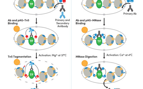 CUT&Tag技术和原理 | OUQ技术分享
