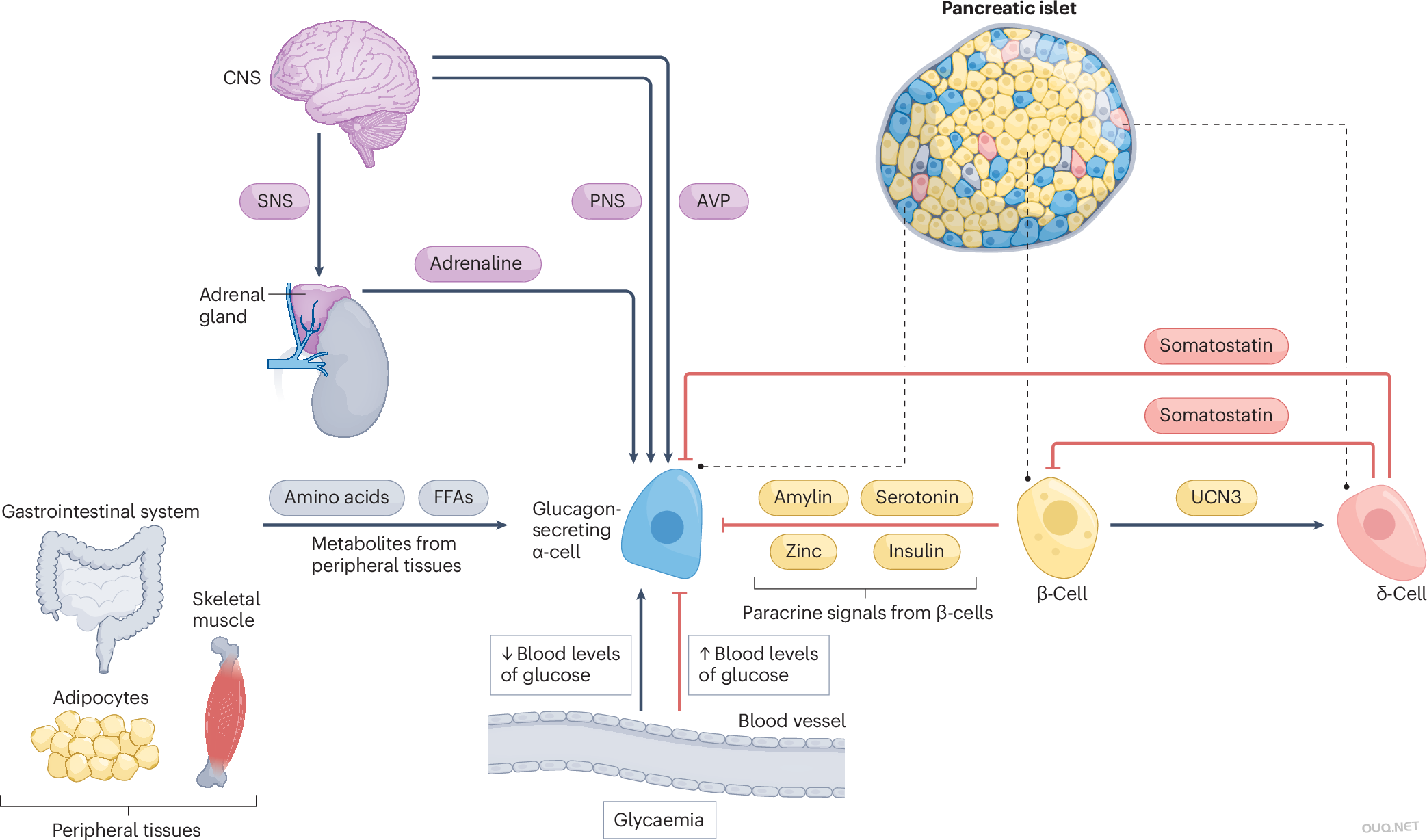 Nature综述：葡萄糖和氨基酸代谢对胰岛激素分泌的作用 | OUQ技术分享