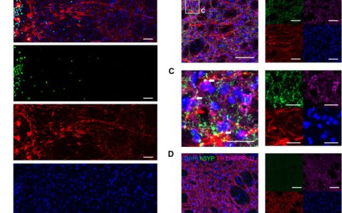 EGFP/GFP-Enhanced green fluorescent protein sequence序列 | OUQ技术分享